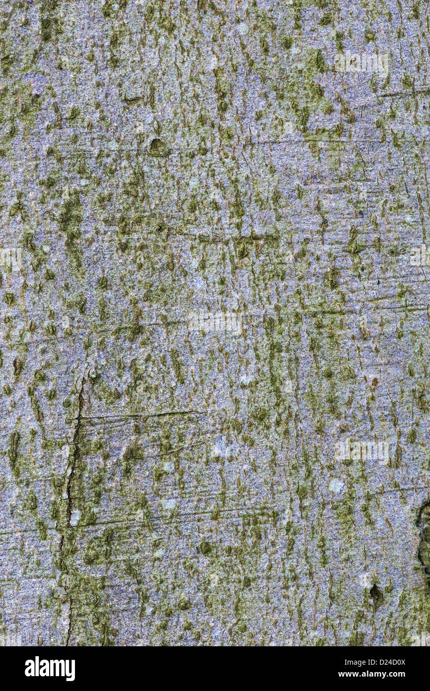 Rinde der buche -Fotos und -Bildmaterial in hoher Auflösung – Alamy