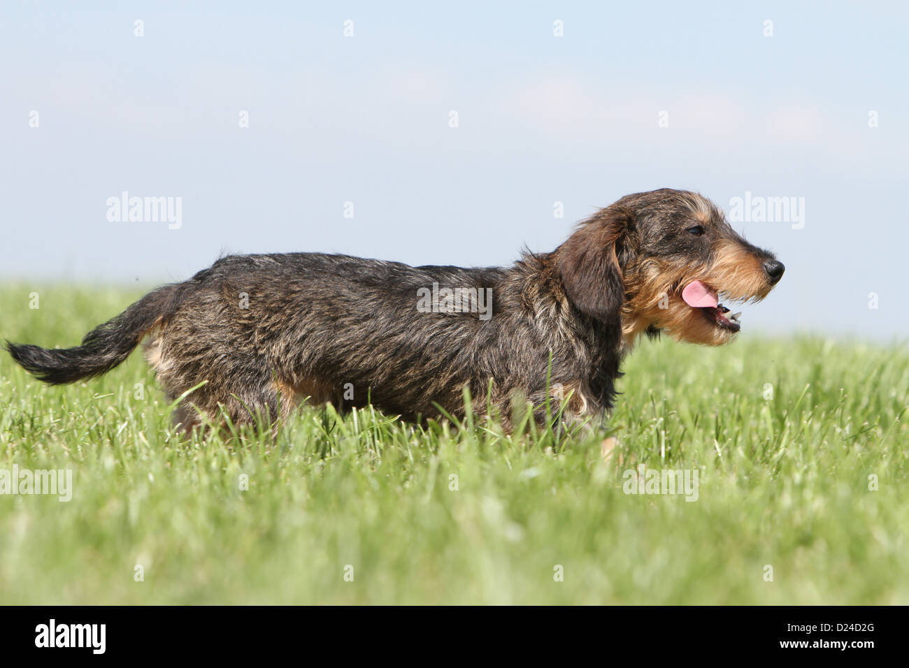 Hund Dackel / Dackel / Teckel rauhaar Erwachsener (Farbe Wildschwein ...