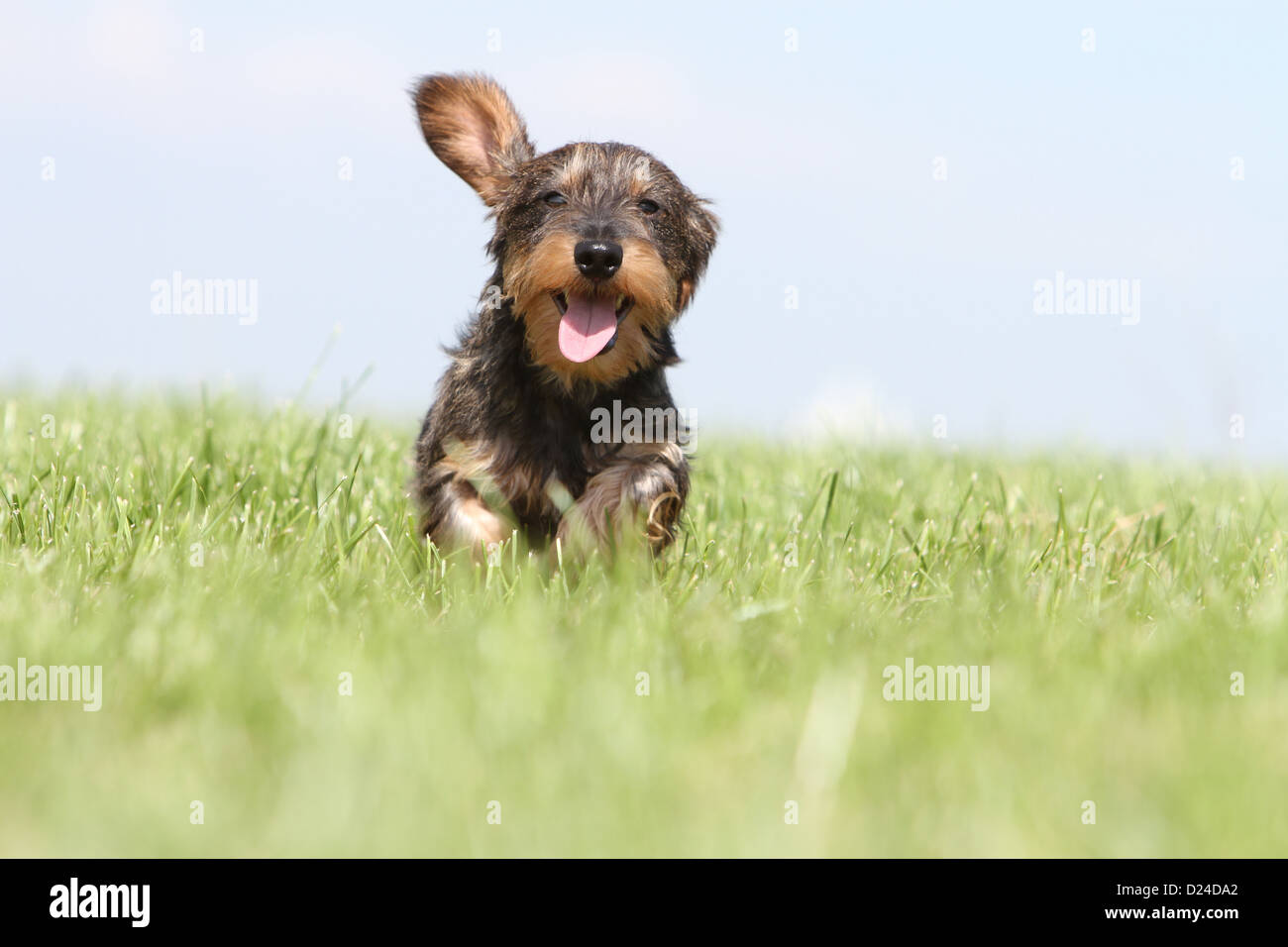 Hund Dackel / Dackel / Teckel rauhaar Erwachsener (Farbe Wildschwein ...