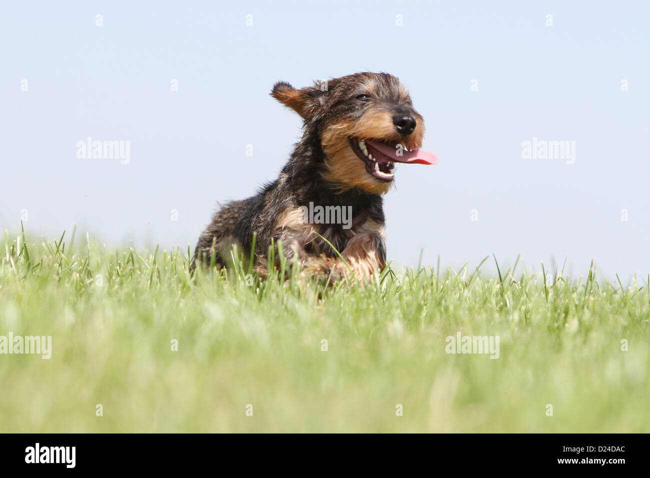 Hund Dackel / Dackel / Teckel rauhaar Erwachsener (Farbe Wildschwein ...