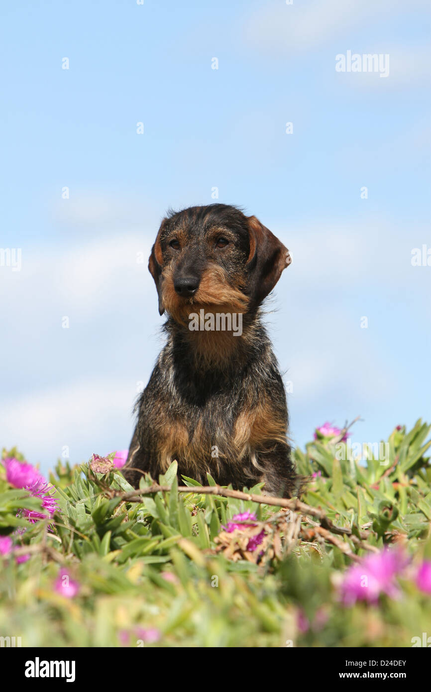 Dackel sitzend -Fotos und -Bildmaterial in hoher Auflösung – Alamy