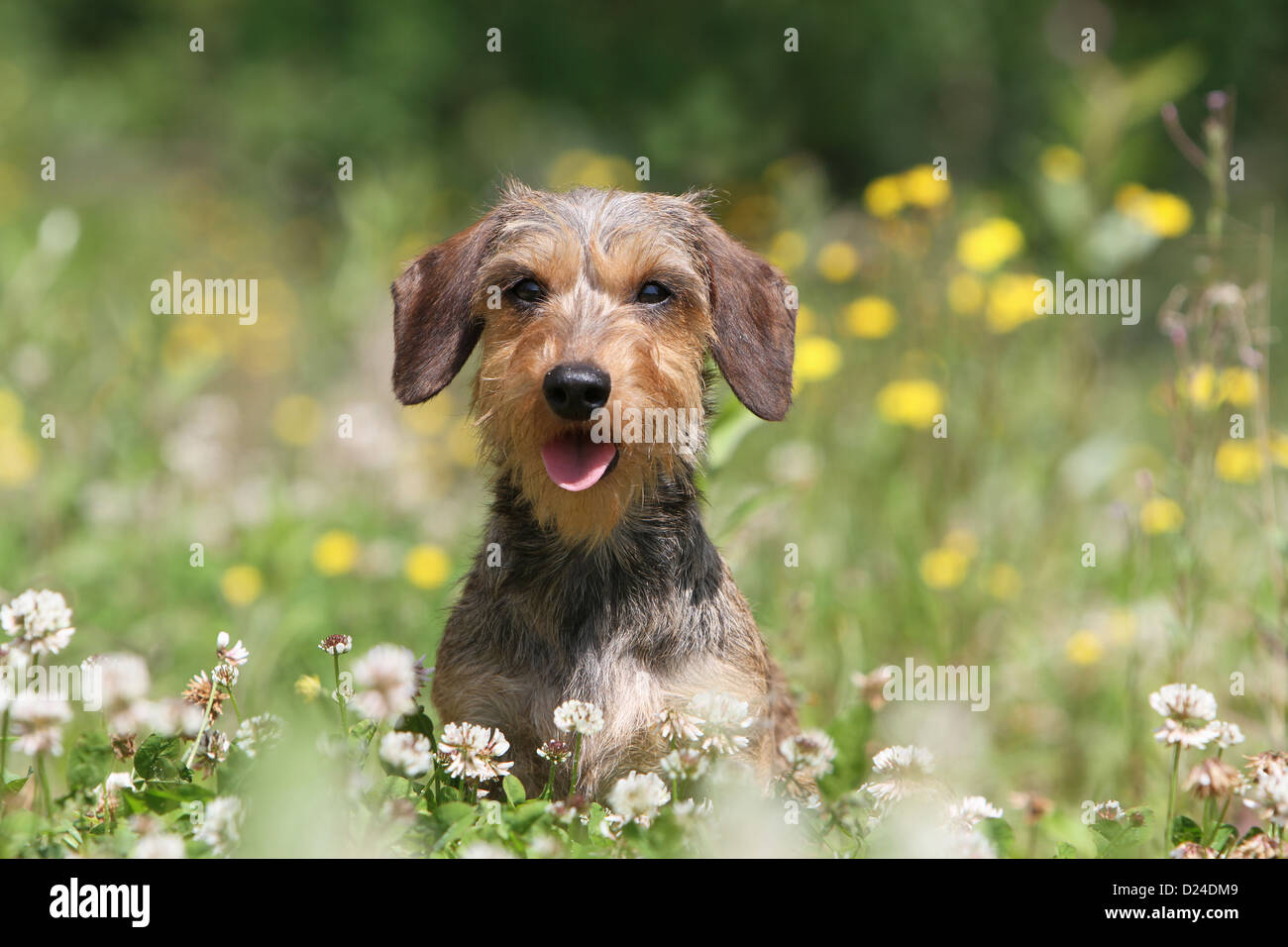 Hund Dackel / Dackel / Teckel rauhaar Erwachsener (Farbe Wildschwein ...