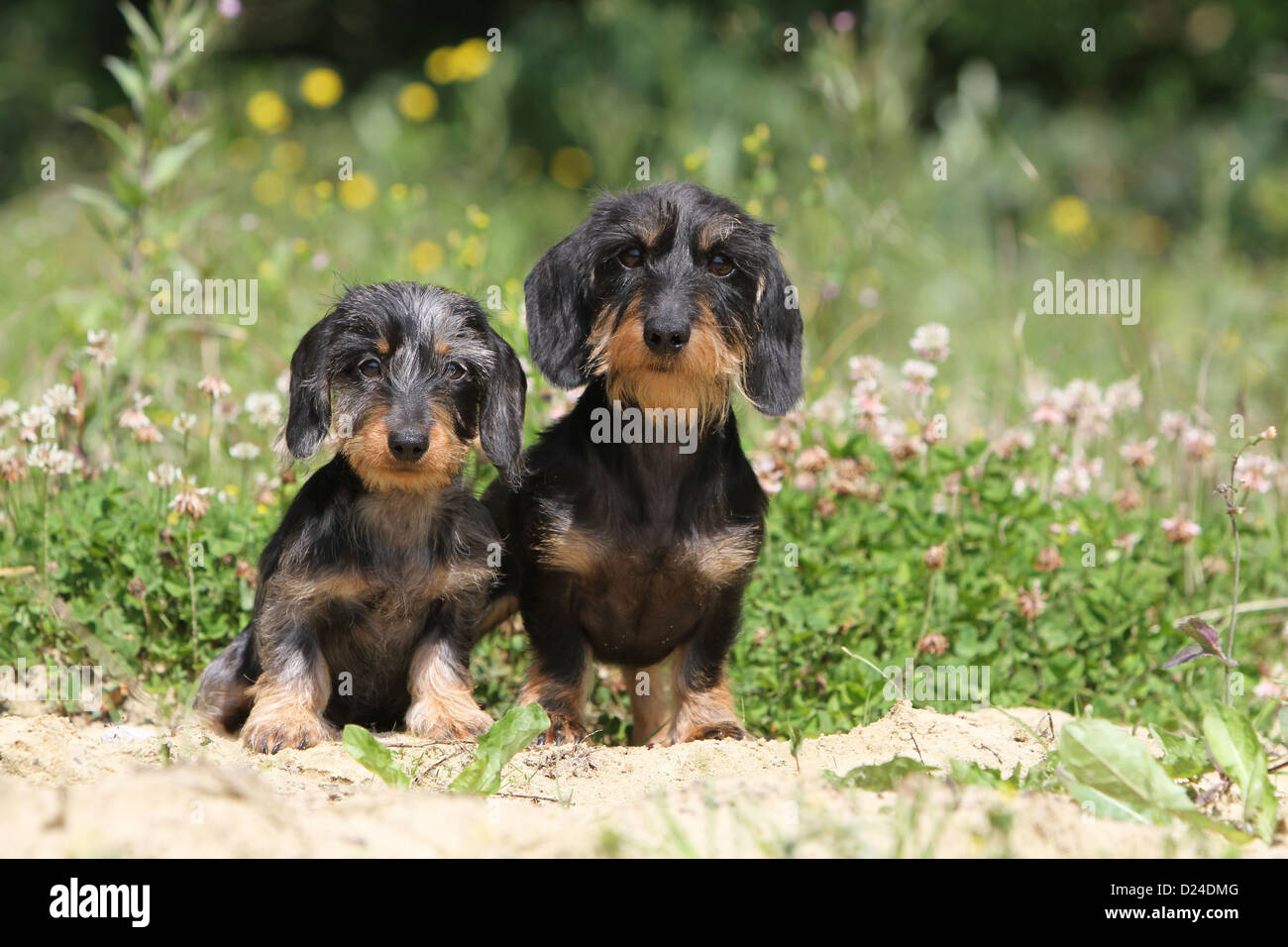 Hund Dackel / Dackel / Teckel rauhaar Welpen und Erwachsene ...