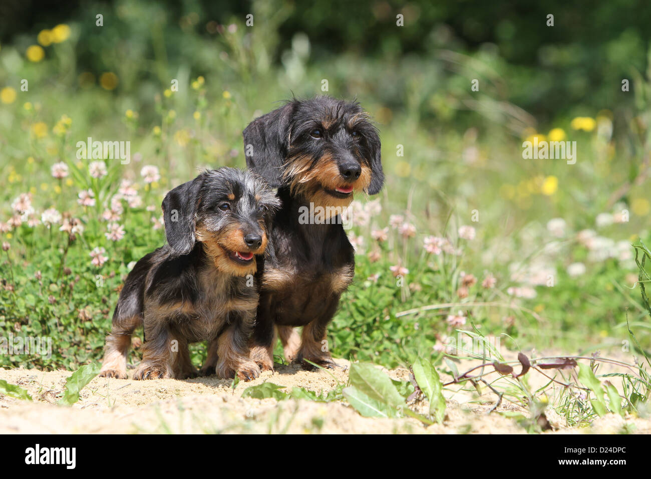 Hund Dackel / Dackel / Teckel rauhaar Welpen und Erwachsene ...