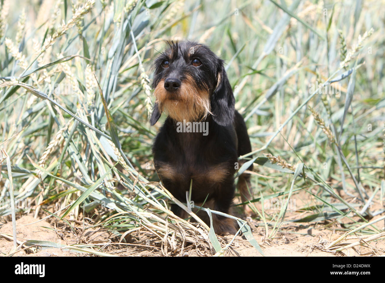 Deutsch drahthaar -Fotos und -Bildmaterial in hoher Auflösung – Alamy