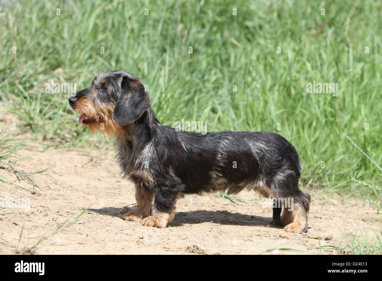 Hund Dackel / Dackel / Teckel rauhaar (Merle Harlekin) Erwachsene ...