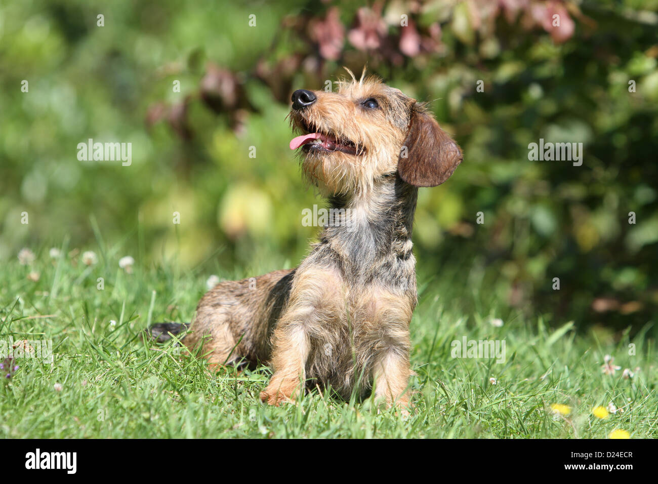 Hund Dackel / Dackel / Teckel rauhaar Erwachsener (Farbe Wildschwein ...