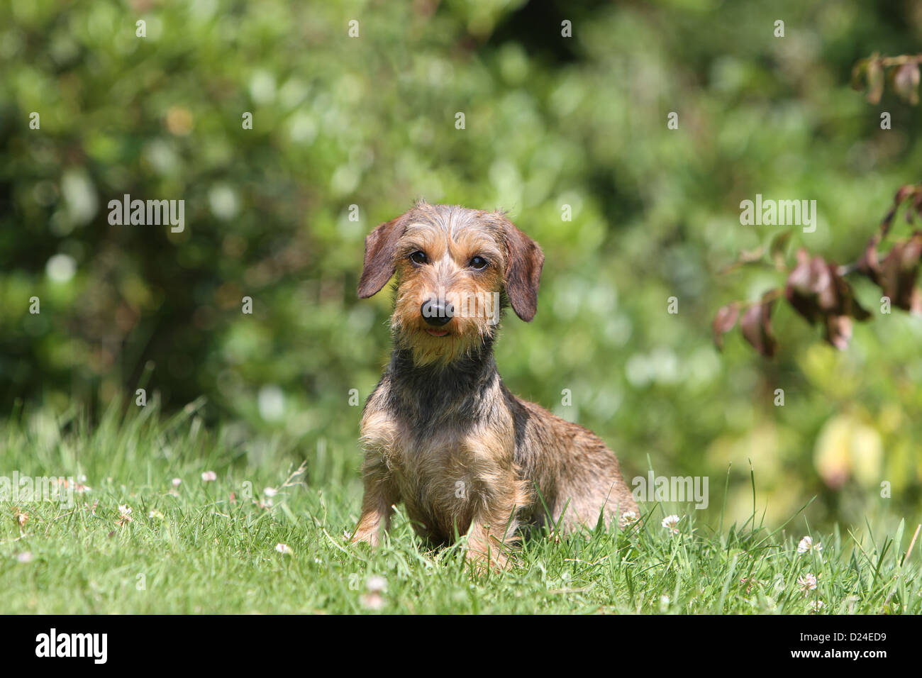 Hund Dackel / Dackel / Teckel rauhaar Erwachsener (Farbe Wildschwein ...