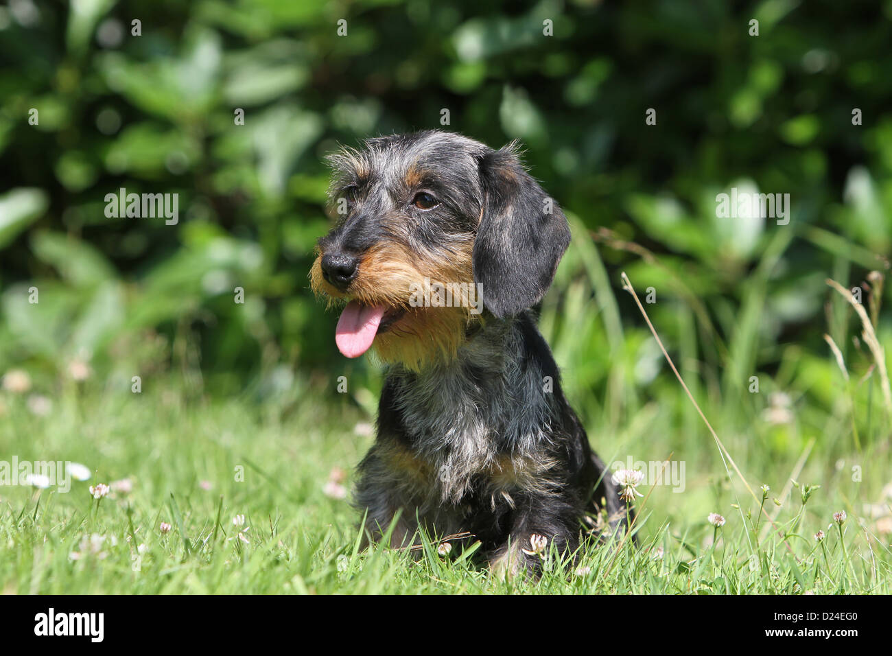 Hund Dackel / Dackel / Teckel rauhaar (Merle Harlekin) Erwachsenen ...