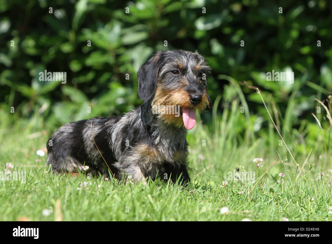 Hund Dackel / Dackel / Teckel rauhaar (Merle Harlekin) Erwachsenen ...