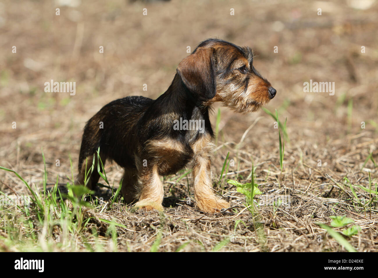 Hund Dackel / Dackel / Teckel rauhaar Welpen stehen Profil ...