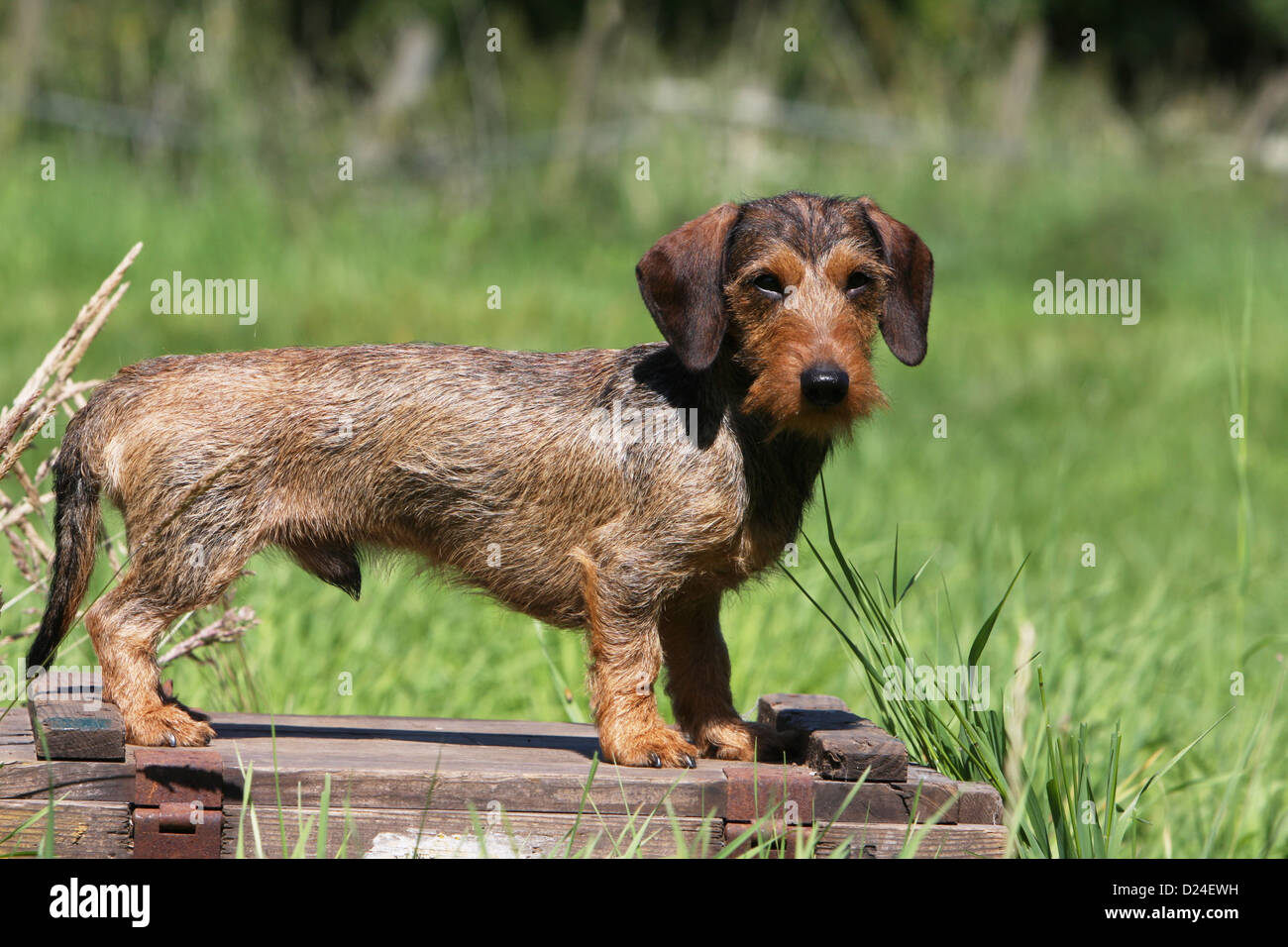 Standard drahthaar dackel -Fotos und -Bildmaterial in hoher Auflösung ...