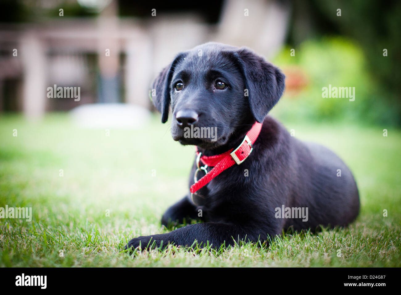 Black labrador puppy -Fotos und -Bildmaterial in hoher Auflösung – Alamy