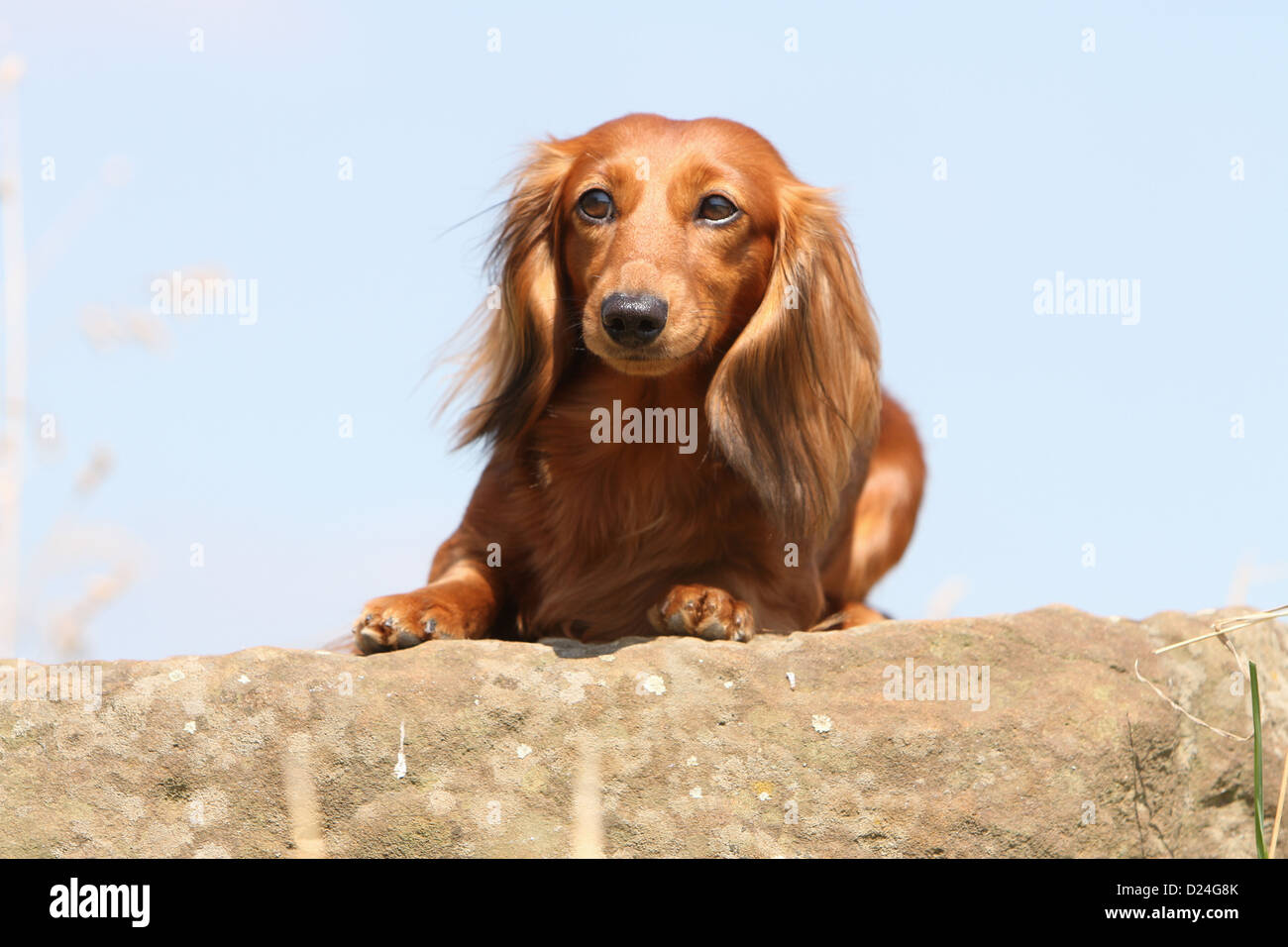 Langhaar dackel -Fotos und -Bildmaterial in hoher Auflösung – Alamy