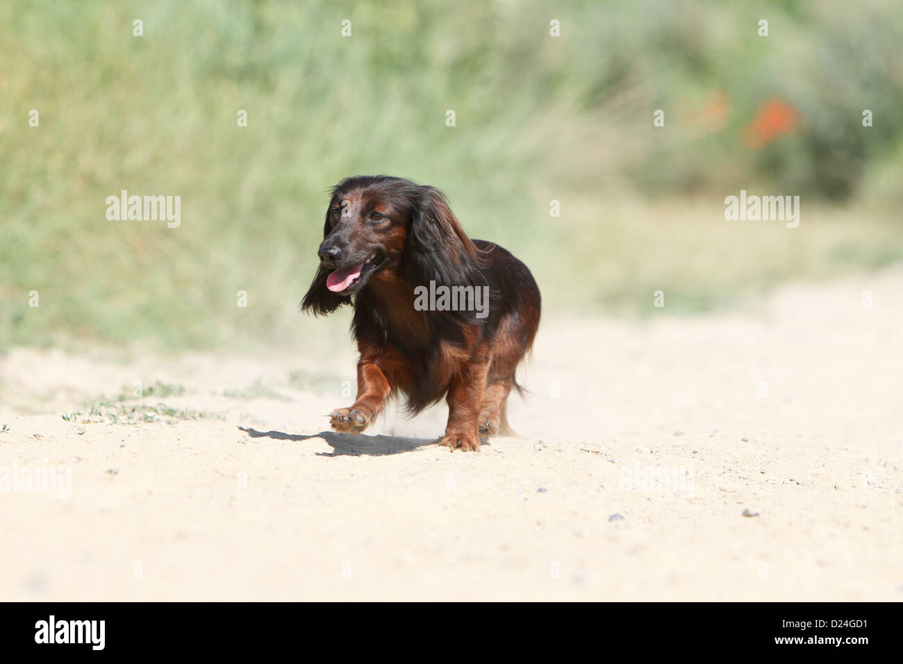 Teckel dog -Fotos und -Bildmaterial in hoher Auflösung - Seite 3 - Alamy
