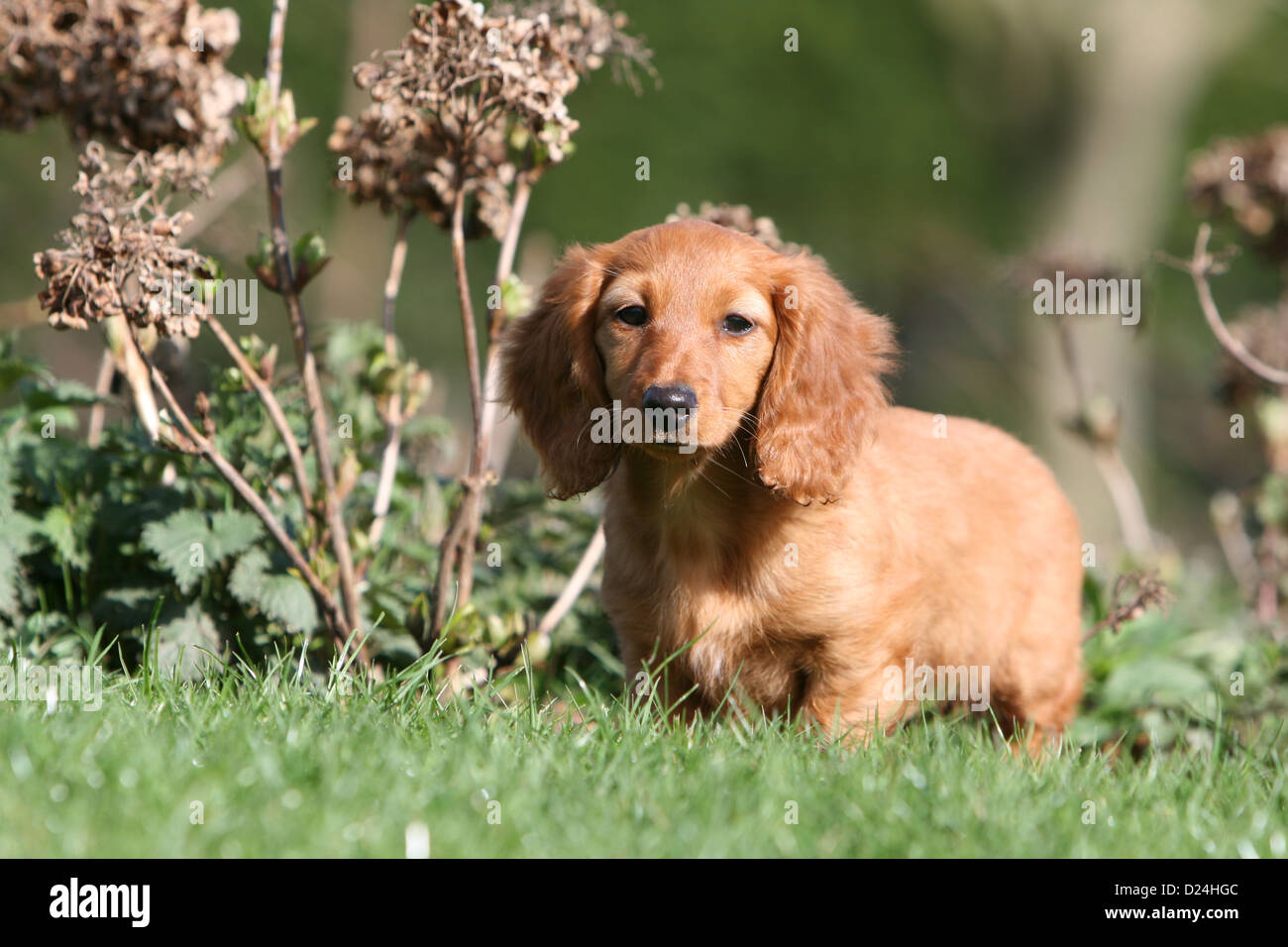Hund Dackel / Dackel / Teckel Langhaar-Welpen (rot) stehen ...