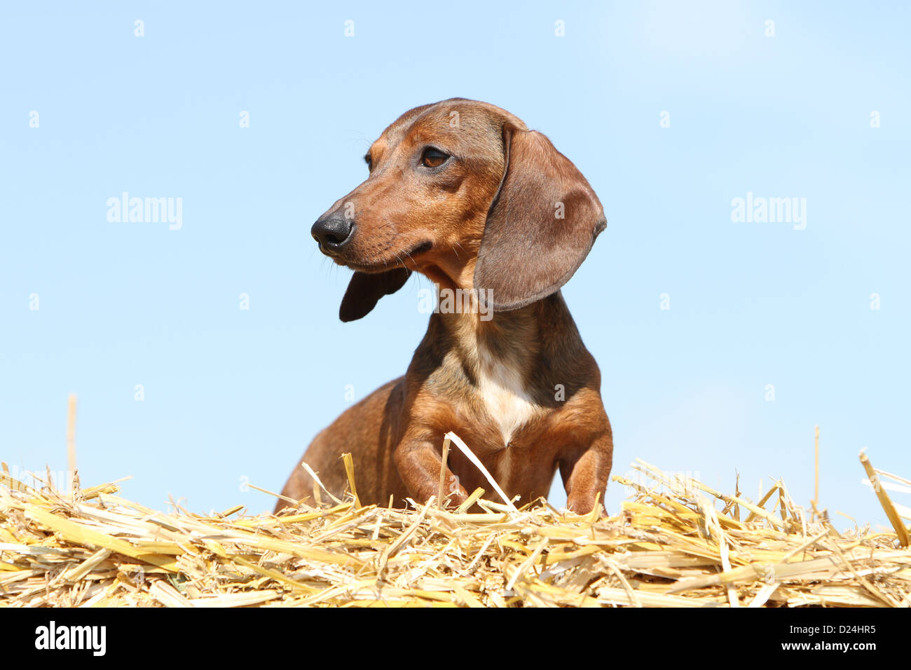 Hund Dackel / Dackel / Teckel Kurzhaar Erwachsener (rot) sitzt im Stroh ...