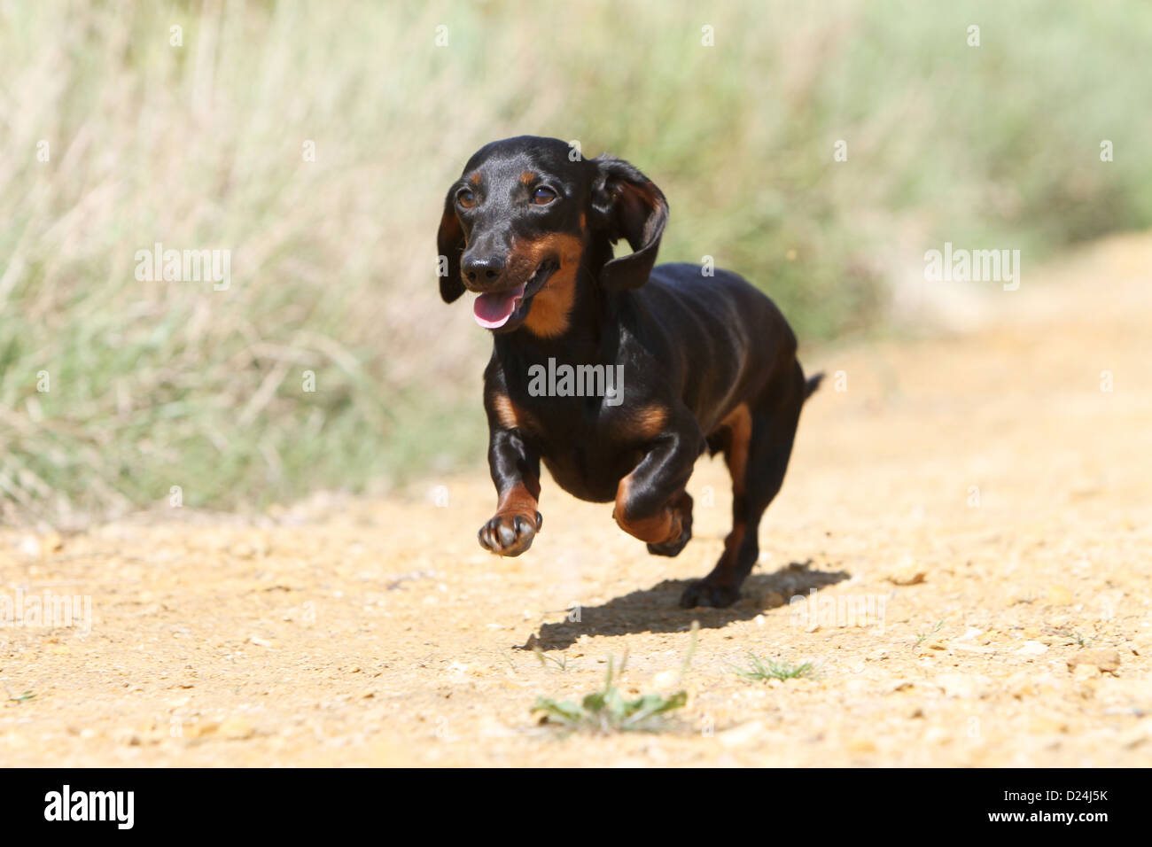Hund Dackel / Dackel / Teckel Kurzhaar Erwachsener (Black And Tan ...