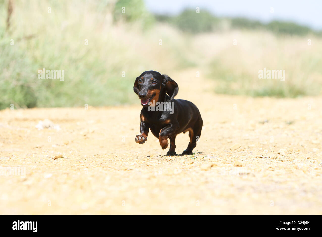 Hund Dackel / Dackel / Teckel Kurzhaar Erwachsener (Black And Tan ...