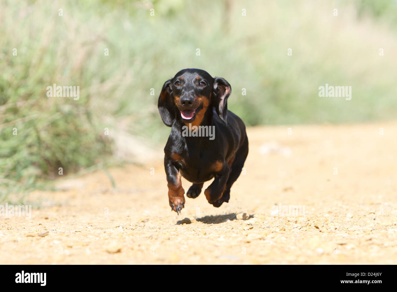 Hund Dackel / Dackel / Teckel Kurzhaar Erwachsener (Black And Tan ...