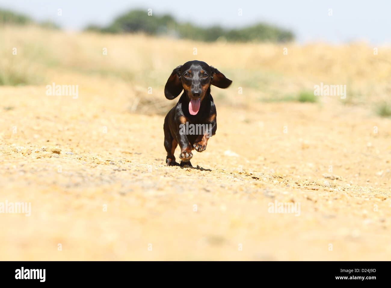 Hund Dackel / Dackel / Teckel Kurzhaar Erwachsener (Black And Tan ...