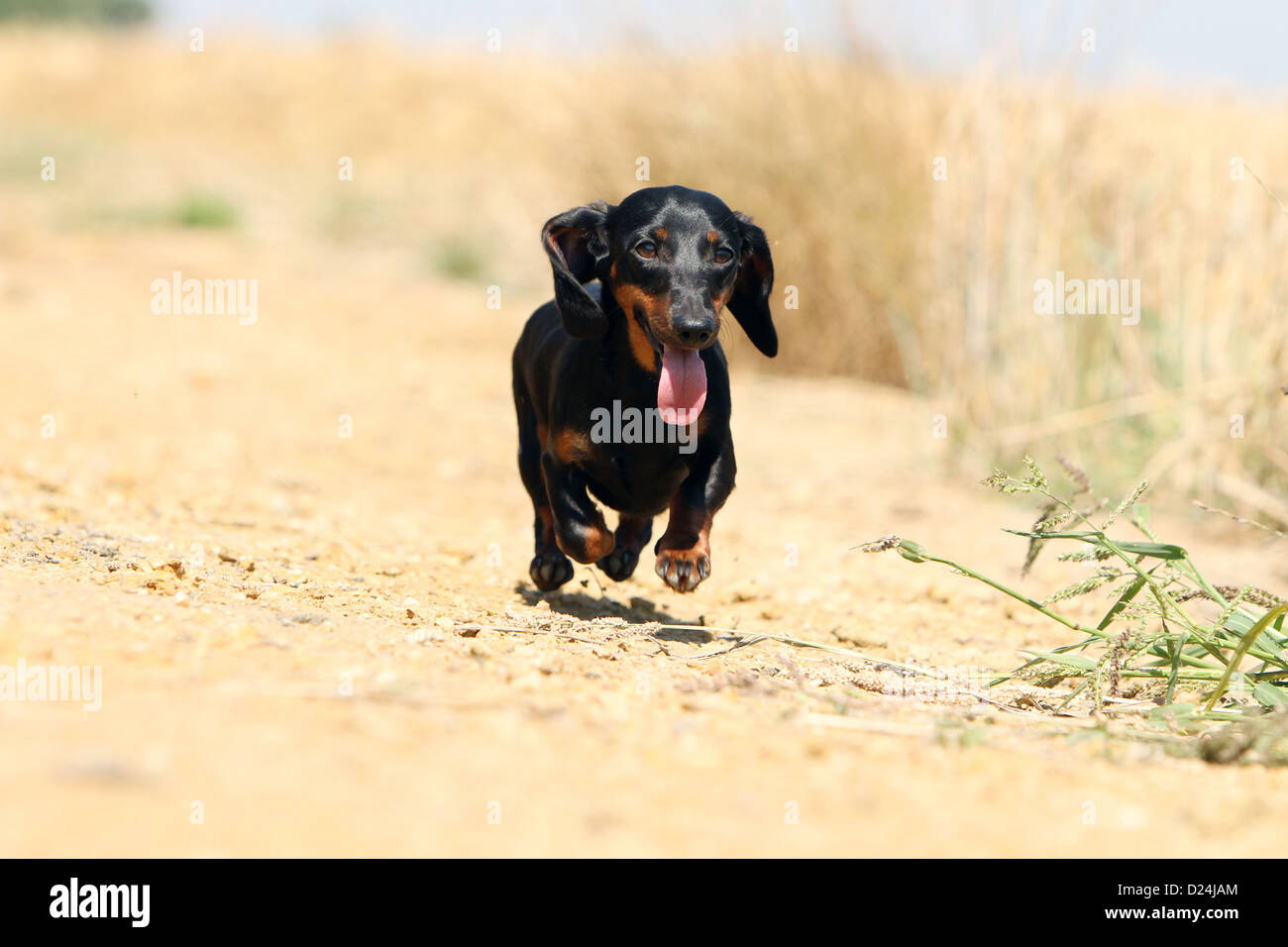 Hund Dackel / Dackel / Teckel Kurzhaar Erwachsener (Black And Tan ...