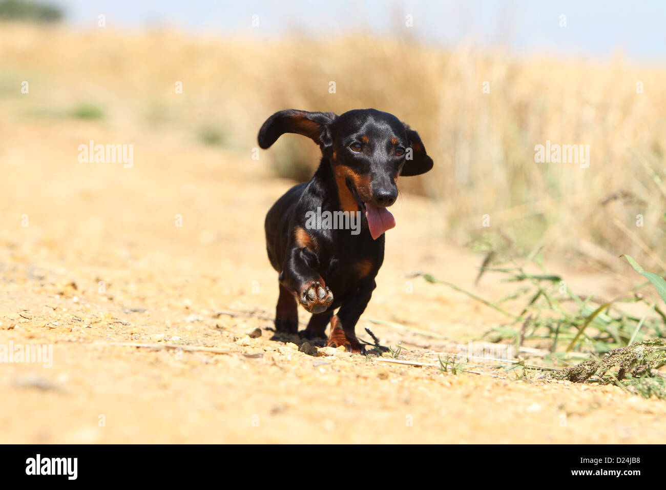 Hund Dackel / Dackel / Teckel Kurzhaar Erwachsener (Black And Tan ...