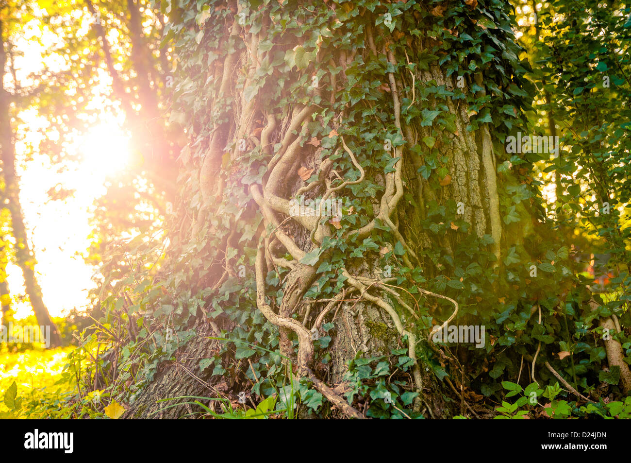 Ein Bild von Efeu bewachsenen Baum Stockfotografie - Alamy