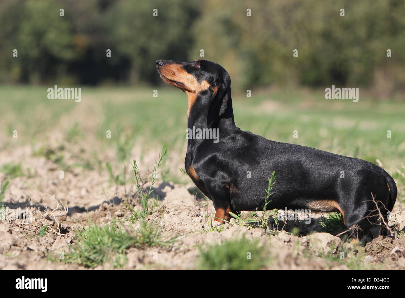Hund Dackel / Dackel / Teckel Kurzhaar Erwachsener (Black And Tan ...