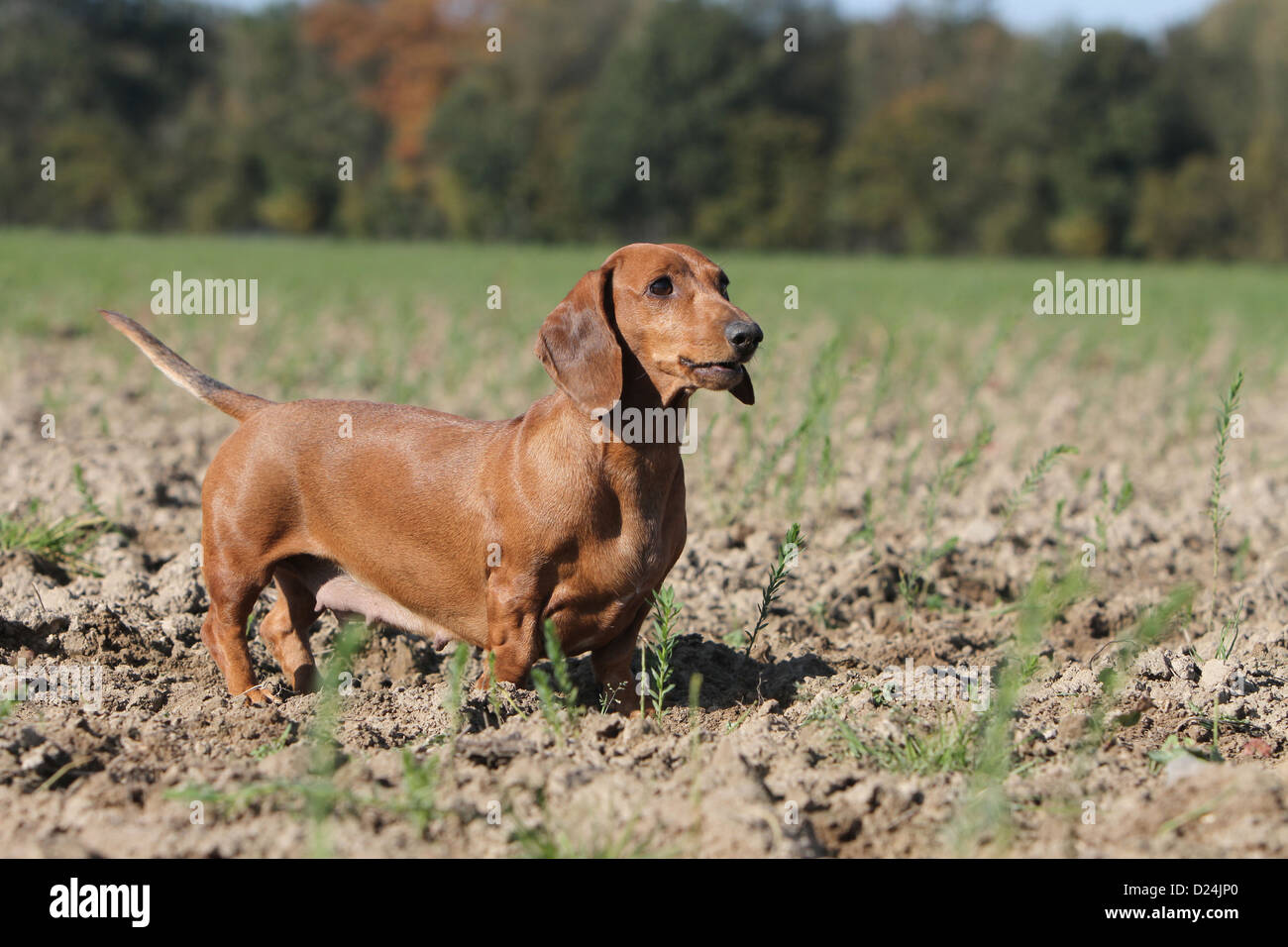 Hund Dackel / Dackel / Teckel Kurzhaar Erwachsenen rot stehend in einem ...