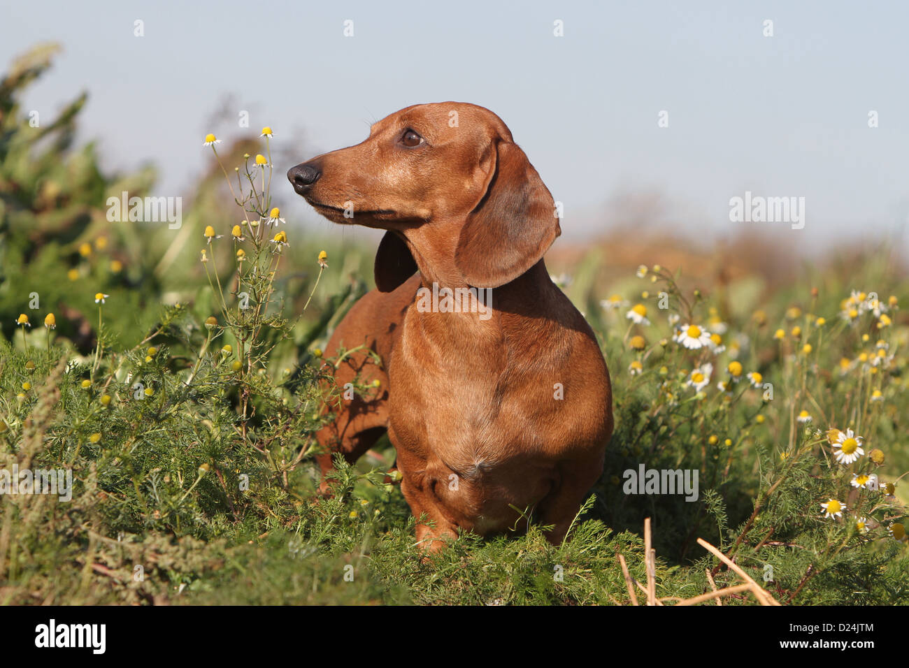 Dog Dachshund Dackel Teckel Shorthaired Stockfotos und -bilder Kaufen ...