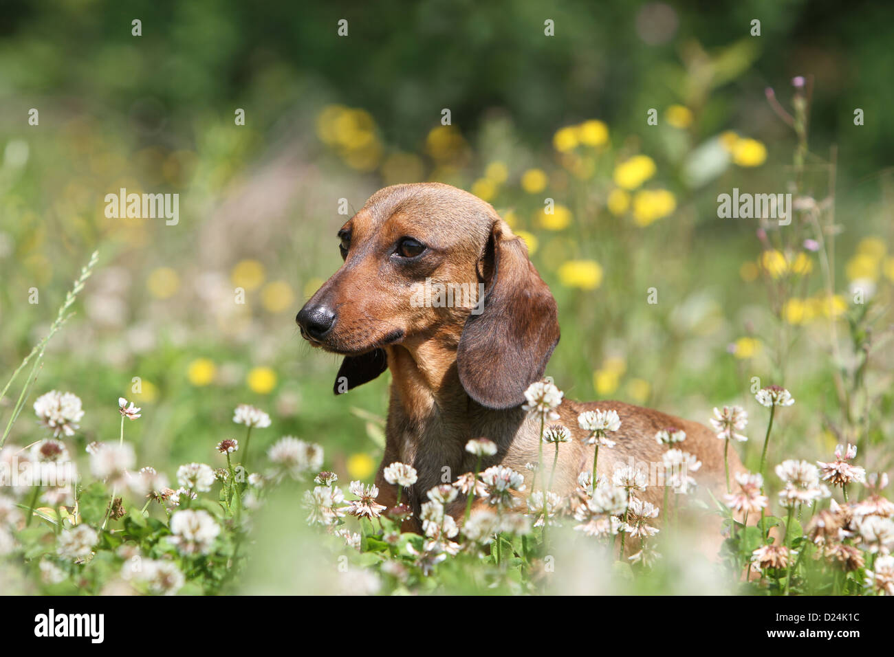 Hund Dackel / Dackel / Teckel Kurzhaar Erwachsenen rot stehend auf ...