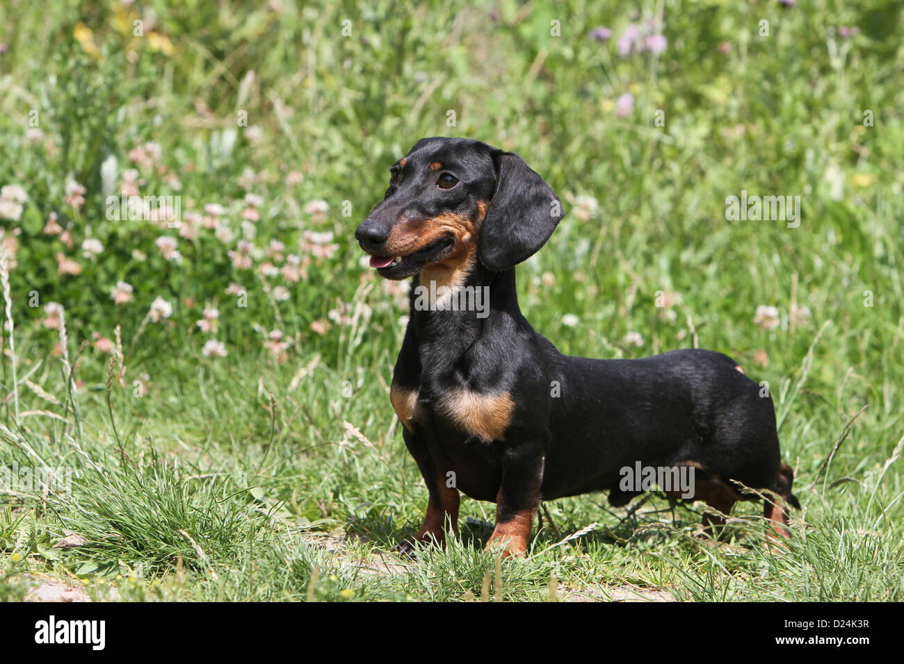 Hund Dackel / Dackel / Teckel Kurzhaar Erwachsener (Black And Tan ...