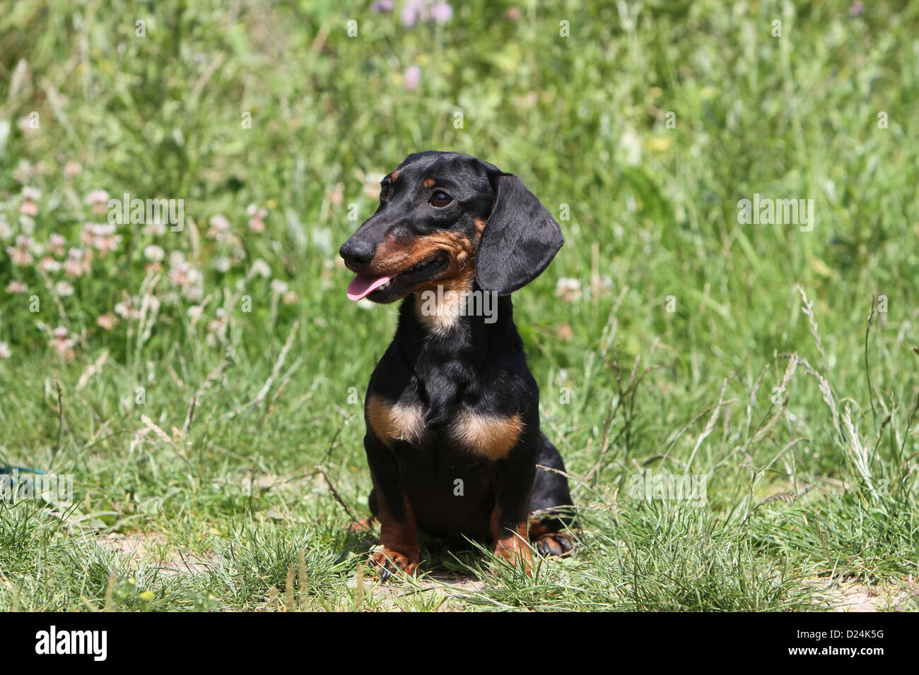 Hund Dackel / Dackel / Teckel Kurzhaar Erwachsener (Black And Tan ...