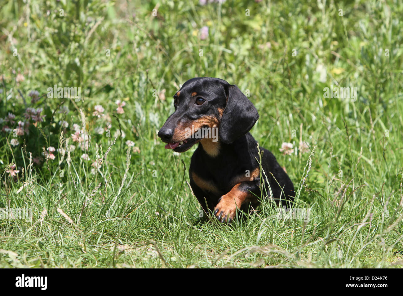 Sitting Shorthaired Dachshund Stockfotos und -bilder Kaufen - Alamy