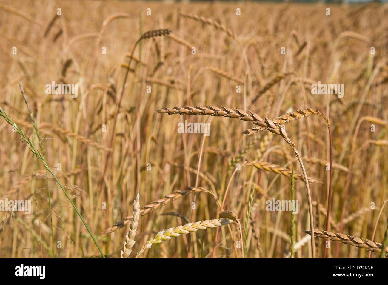 Dinkel getreide feld -Fotos und -Bildmaterial in hoher Auflösung – Alamy