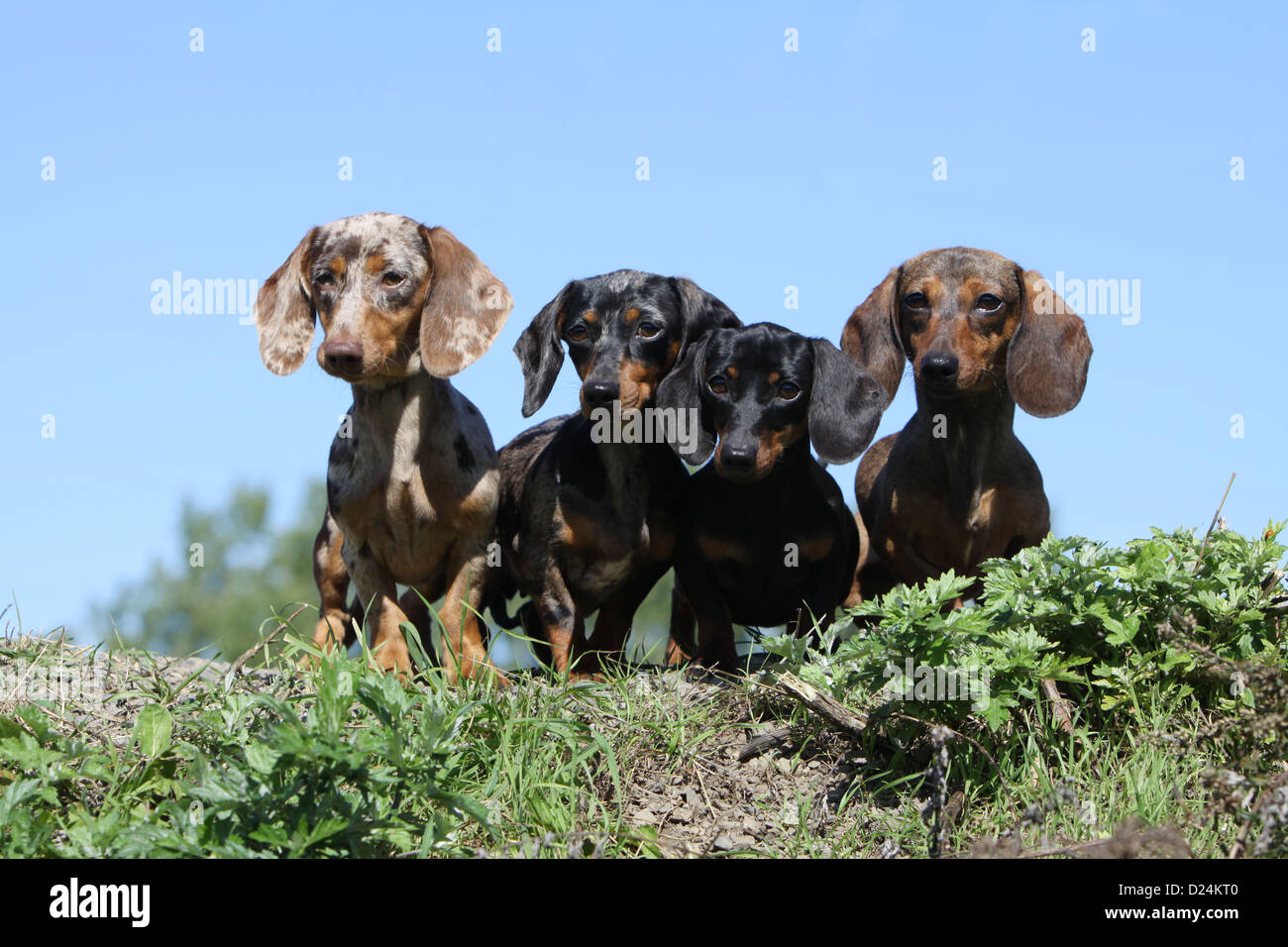 Hund Dackel / Dackel / Teckel Kurzhaar vier Erwachsene verschiedene ...