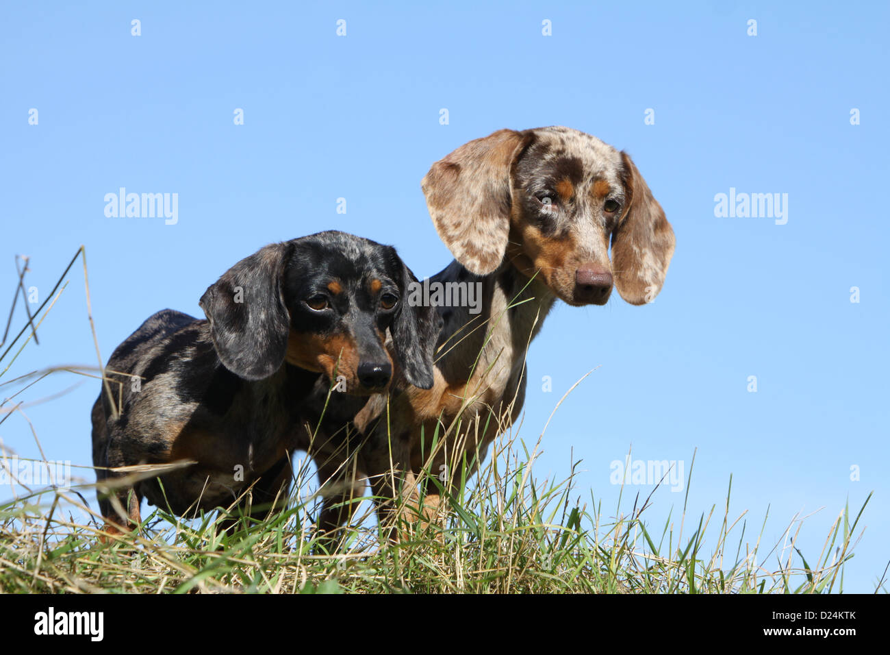 Hund Dackel / Dackel / Teckel Kurzhaar zwei Erwachsene verschiedene ...