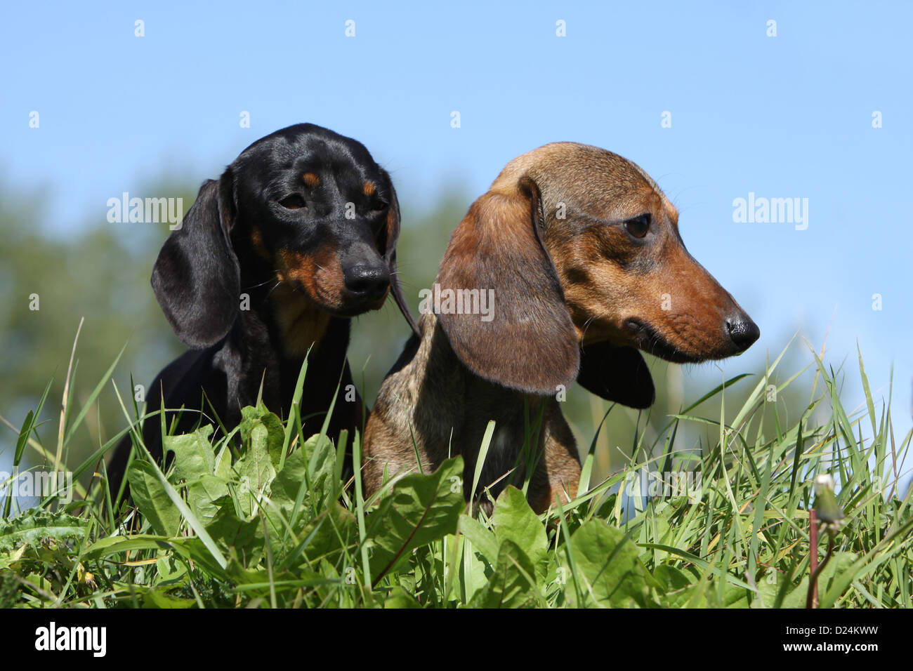 Hund Dackel / Dackel / Teckel Kurzhaar zwei Erwachsene verschiedenen ...