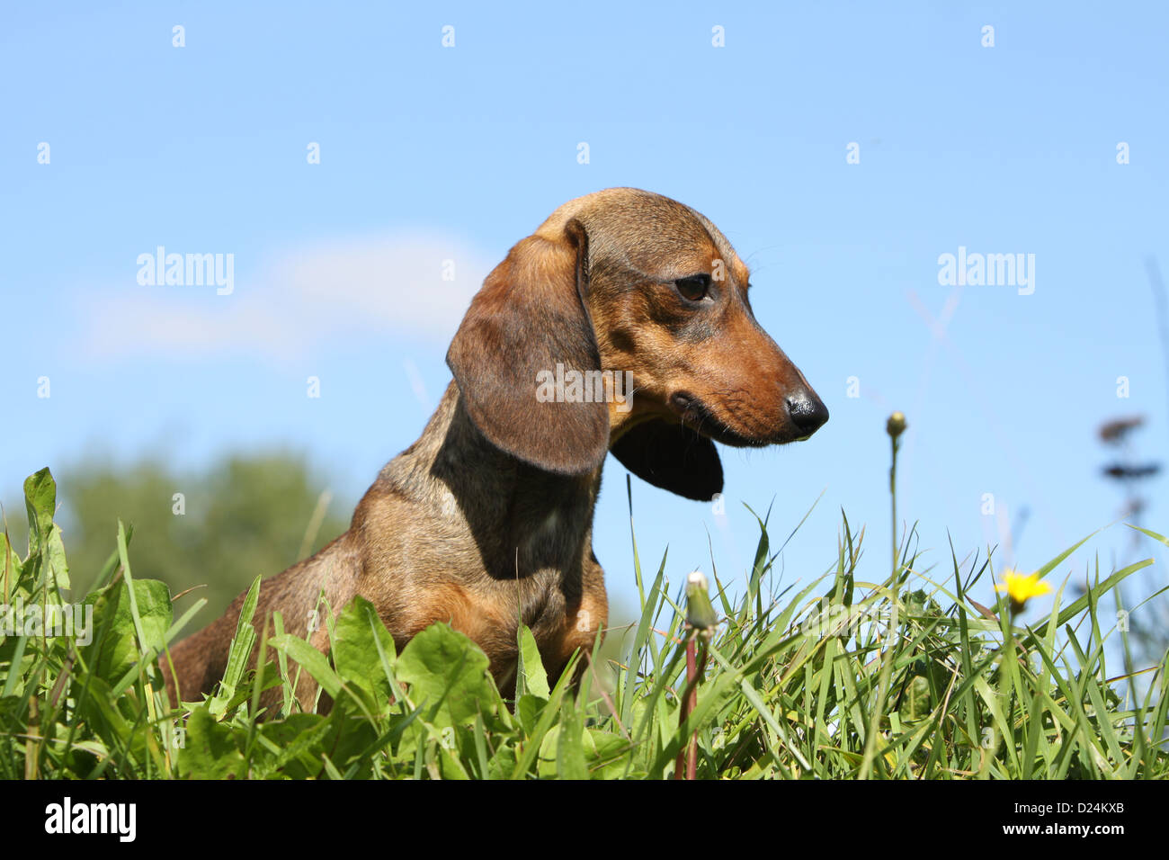 Dackel sitzend -Fotos und -Bildmaterial in hoher Auflösung – Alamy