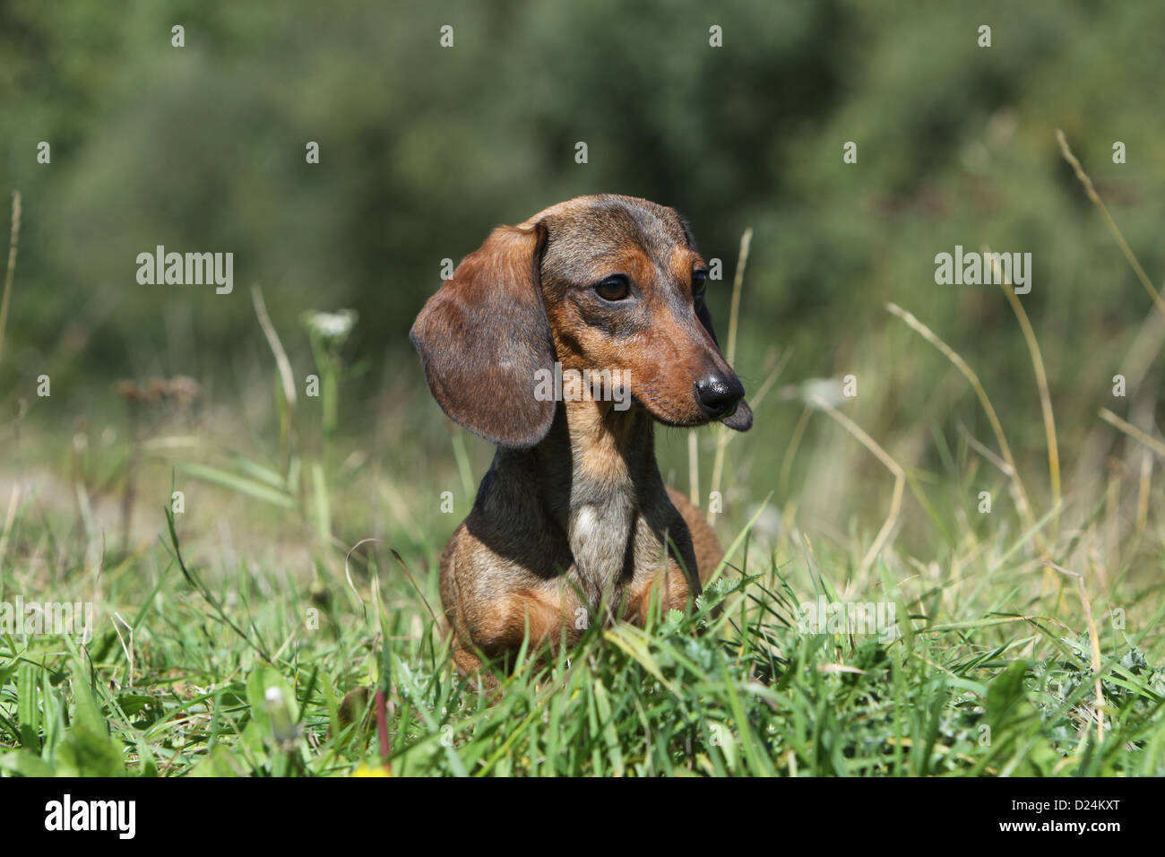 Hund Dackel / Dackel / Teckel Kurzhaar Erwachsenen rot stehend auf ...