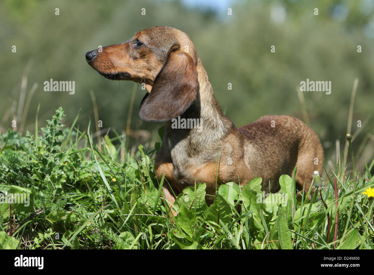 Hund Dackel / Dackel / Teckel Kurzhaar Erwachsenen rot stehend auf ...