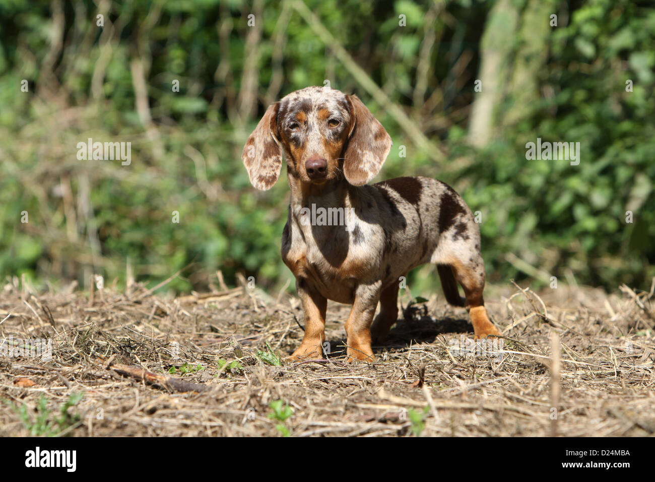Hund Dackel / Dackel / Teckel Kurzhaar Erwachsener (Harlekin Merle ...