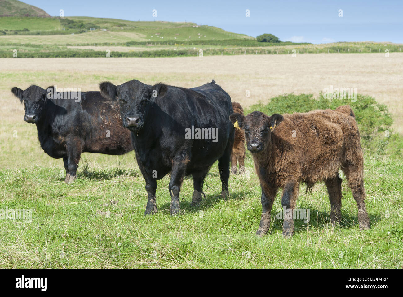 Hausrind, Galloway Rinder und Kälber, stehend in küstennahen Weiden ...