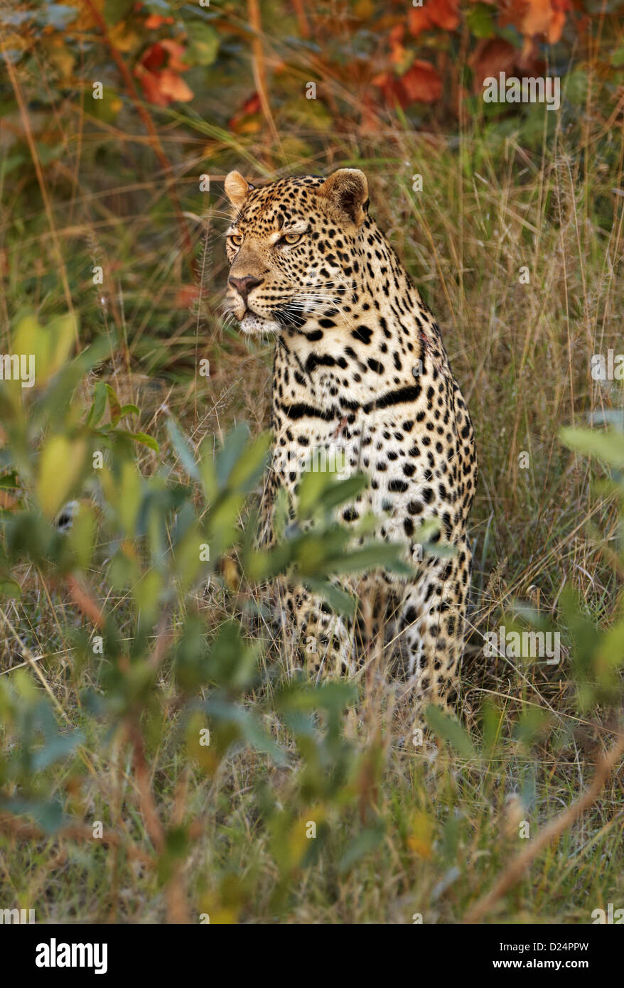 Afrikanischen Leoparden Panthera Pardus Pardus Männchen sitzen unter ...