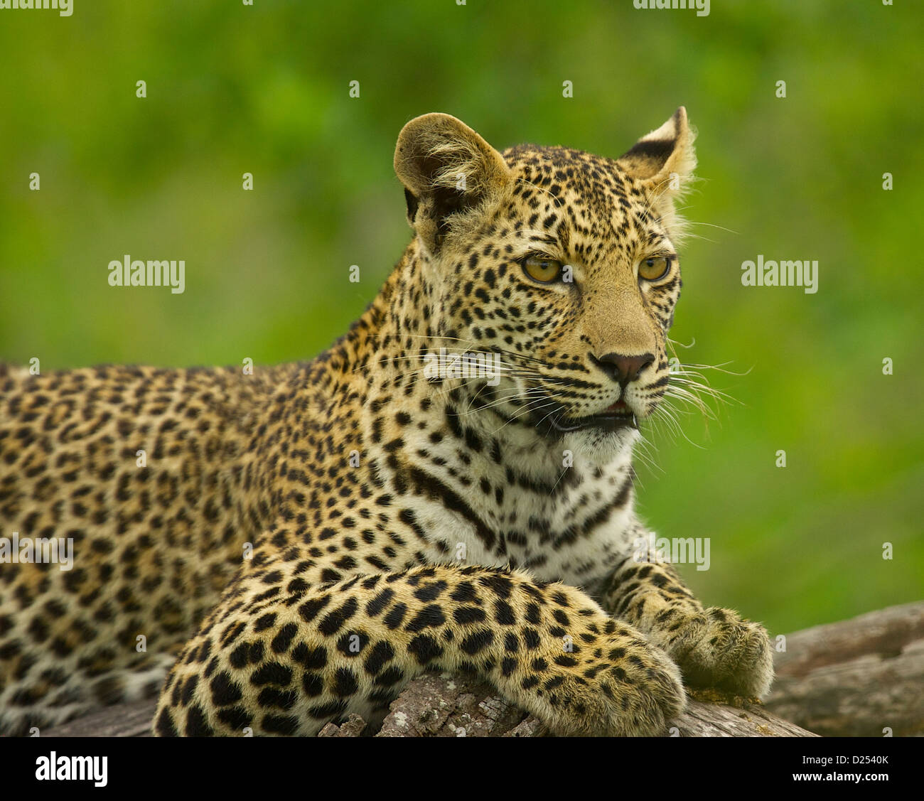 Jagd leoparden -Fotos und -Bildmaterial in hoher Auflösung – Alamy