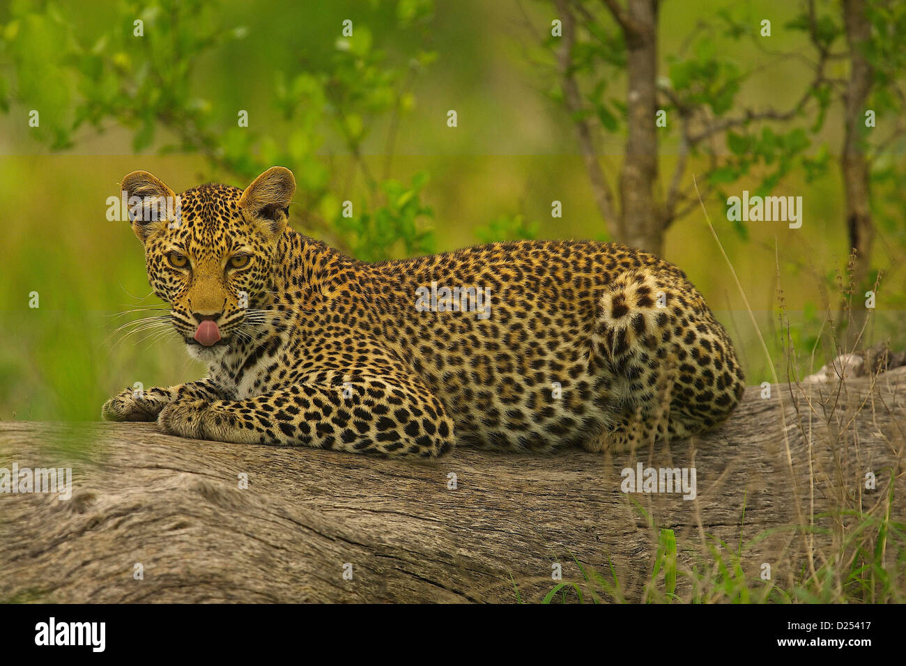 Jagd leoparden -Fotos und -Bildmaterial in hoher Auflösung – Alamy