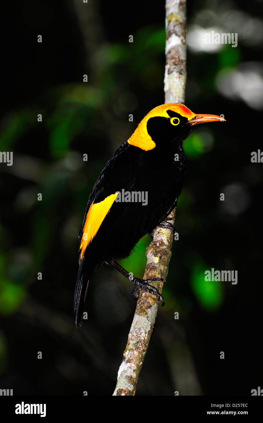 Vogelwelt australien -Fotos und -Bildmaterial in hoher Auflösung – Alamy