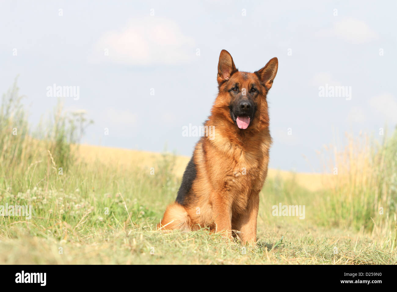 Deutscher Schäfer Stockfotos & Deutscher Schäfer Bilder - Alamy