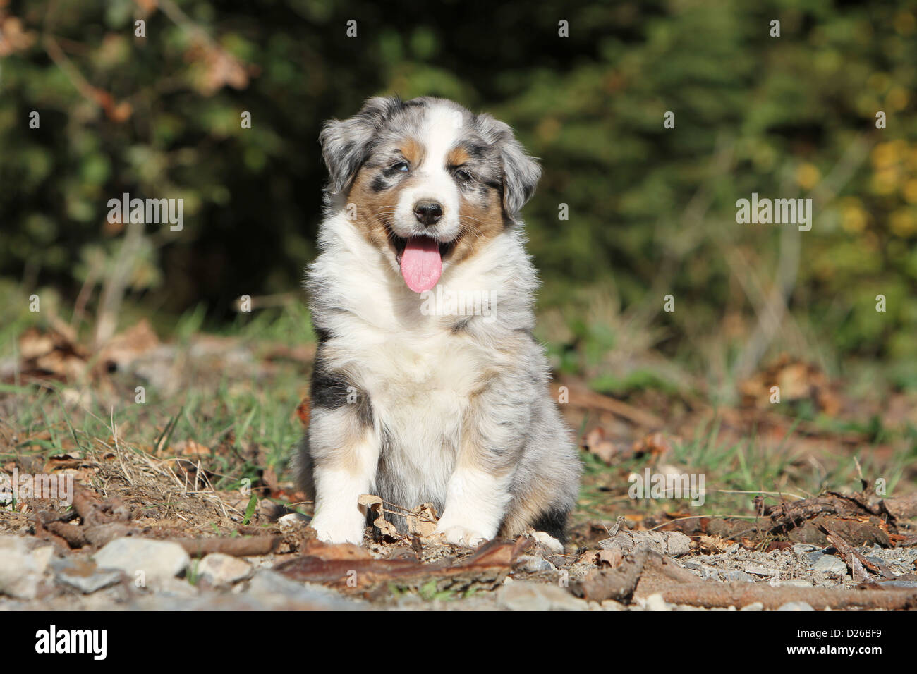 Hund Australian Shepherd / Aussie Welpen (blue Merle) sitzen ...